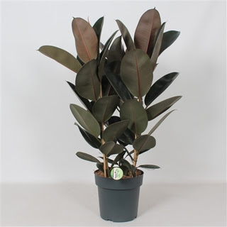 Vazoninis augalas Ficus elastica Abidjan 27Ø 90cm 3pp